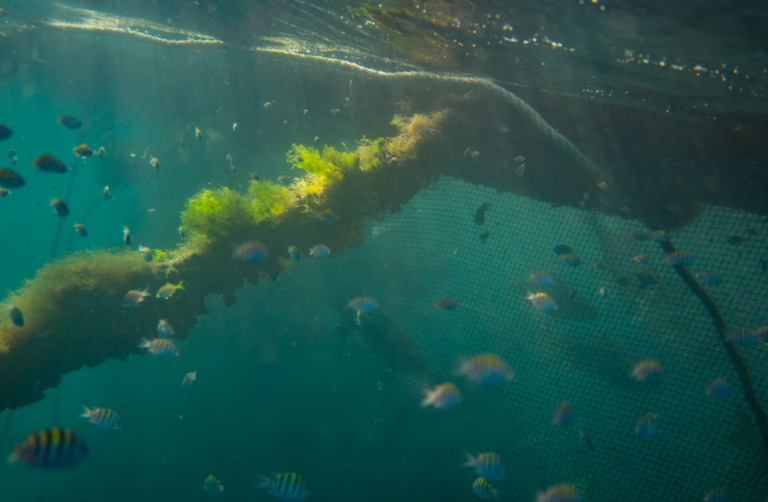 Farm-to-Table Seafood: Seatopia and Vertical Oceans Revolutionize the ...